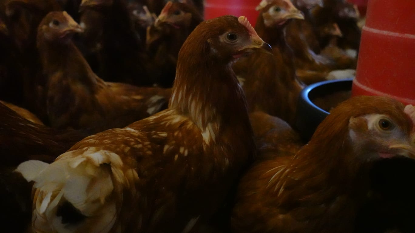 Lohmann brown layers – Msemas Poultry Farming